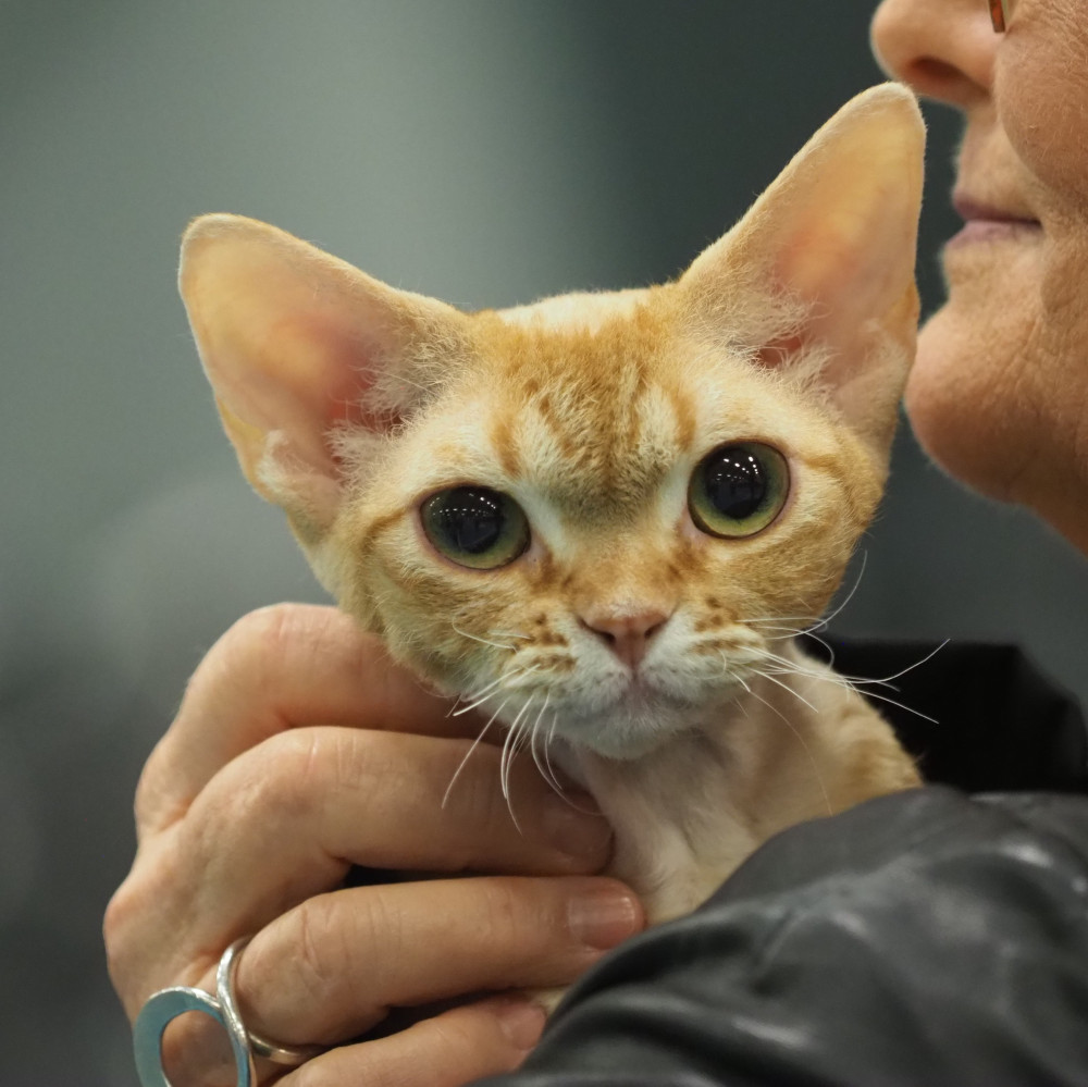 Nadikats voksne katte - Nadikat - opdræt af Devon Rex